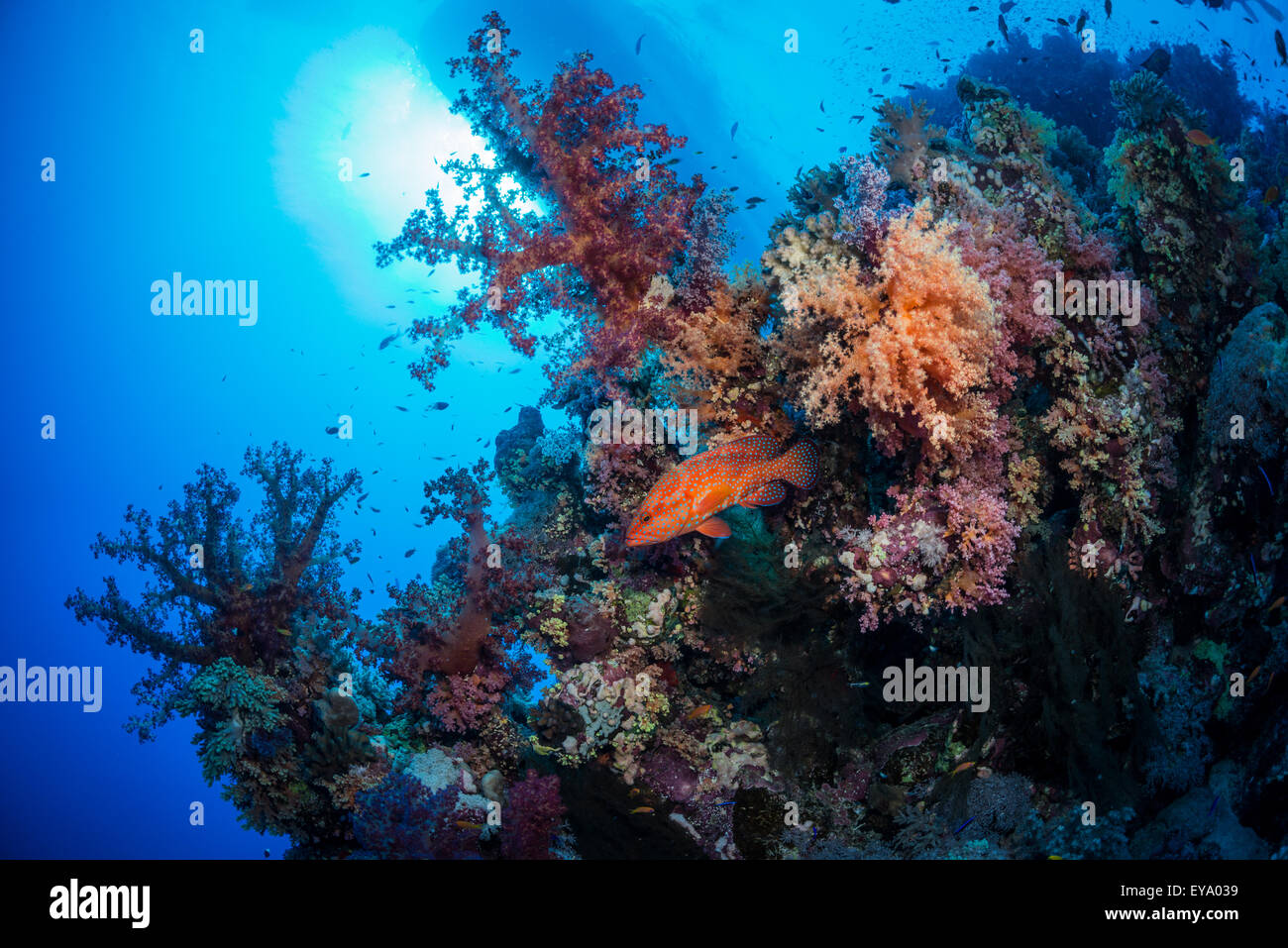 Osteichthyes coral egypt fish fishes groupers hi-res stock photography ...