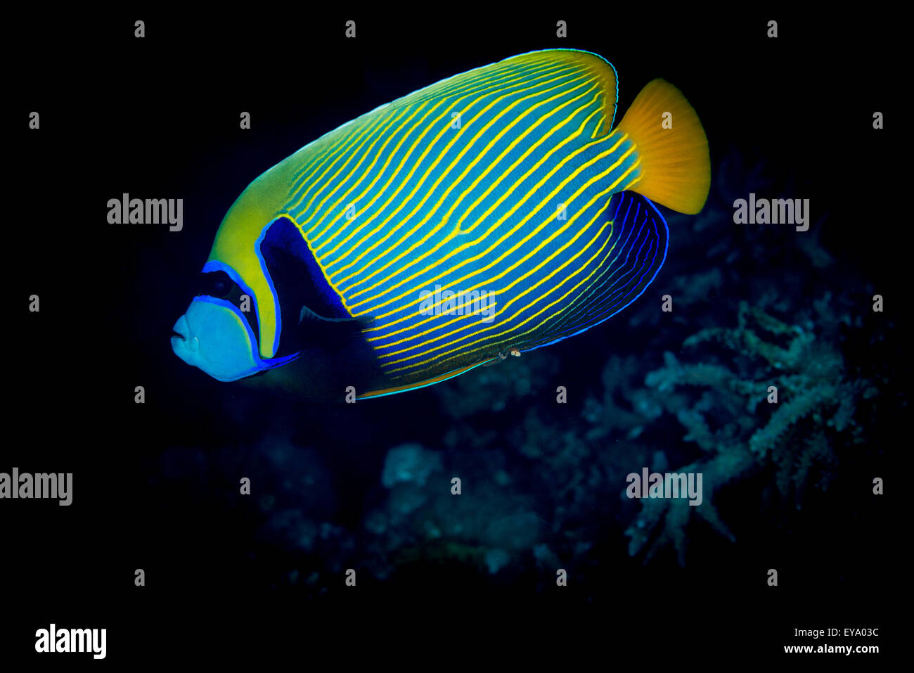 The striking colors of the Emperor angelfish (Pomacanthus imperator) at ...