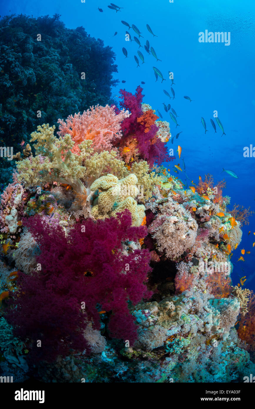 The colors of soft corals on the reef, Farsha Umm Kararim, Red Sea ...