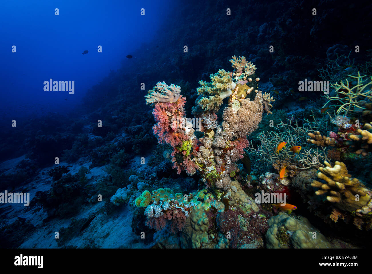 Reef slope hi-res stock photography and images - Alamy