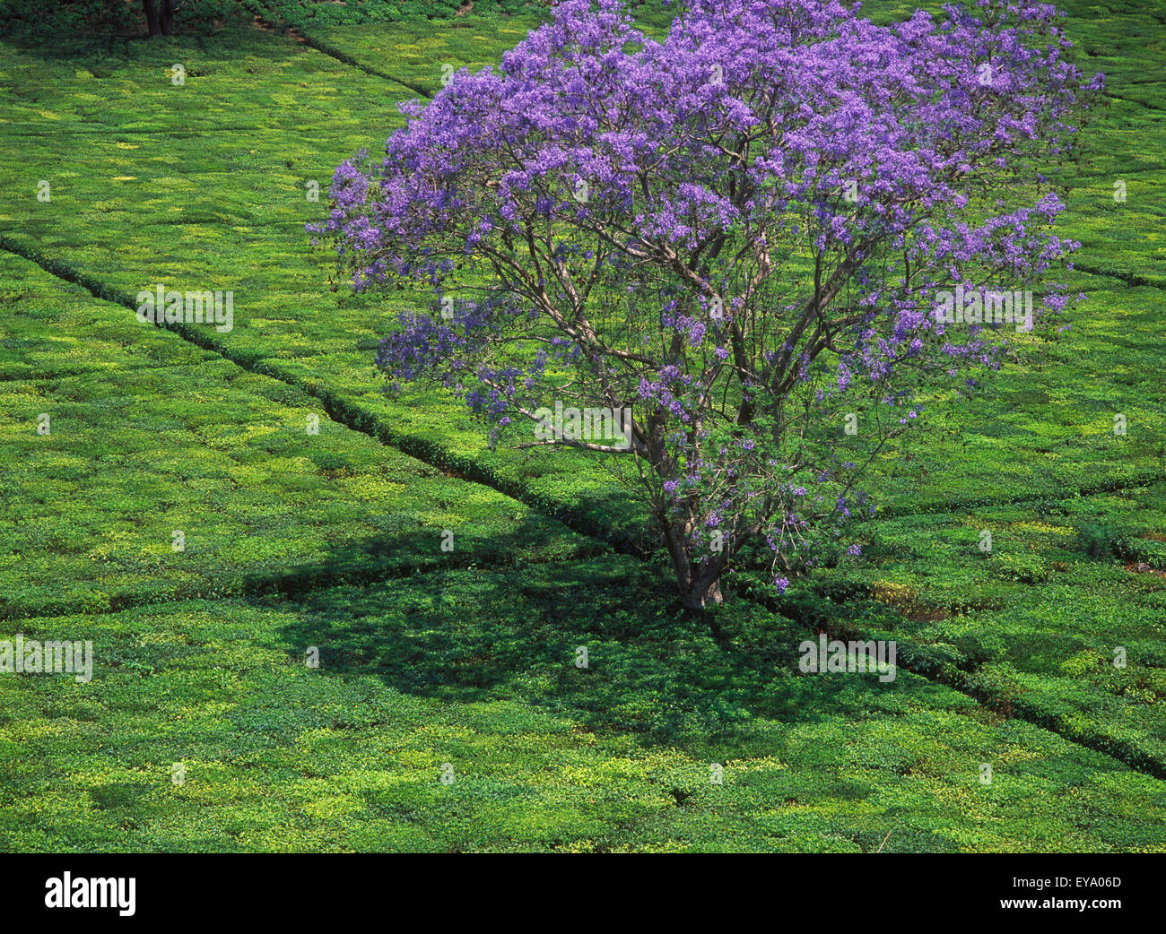 Jacaranda Tree In Bloom Amongst Tea Bushes On Tea Estate Stock Photo ...