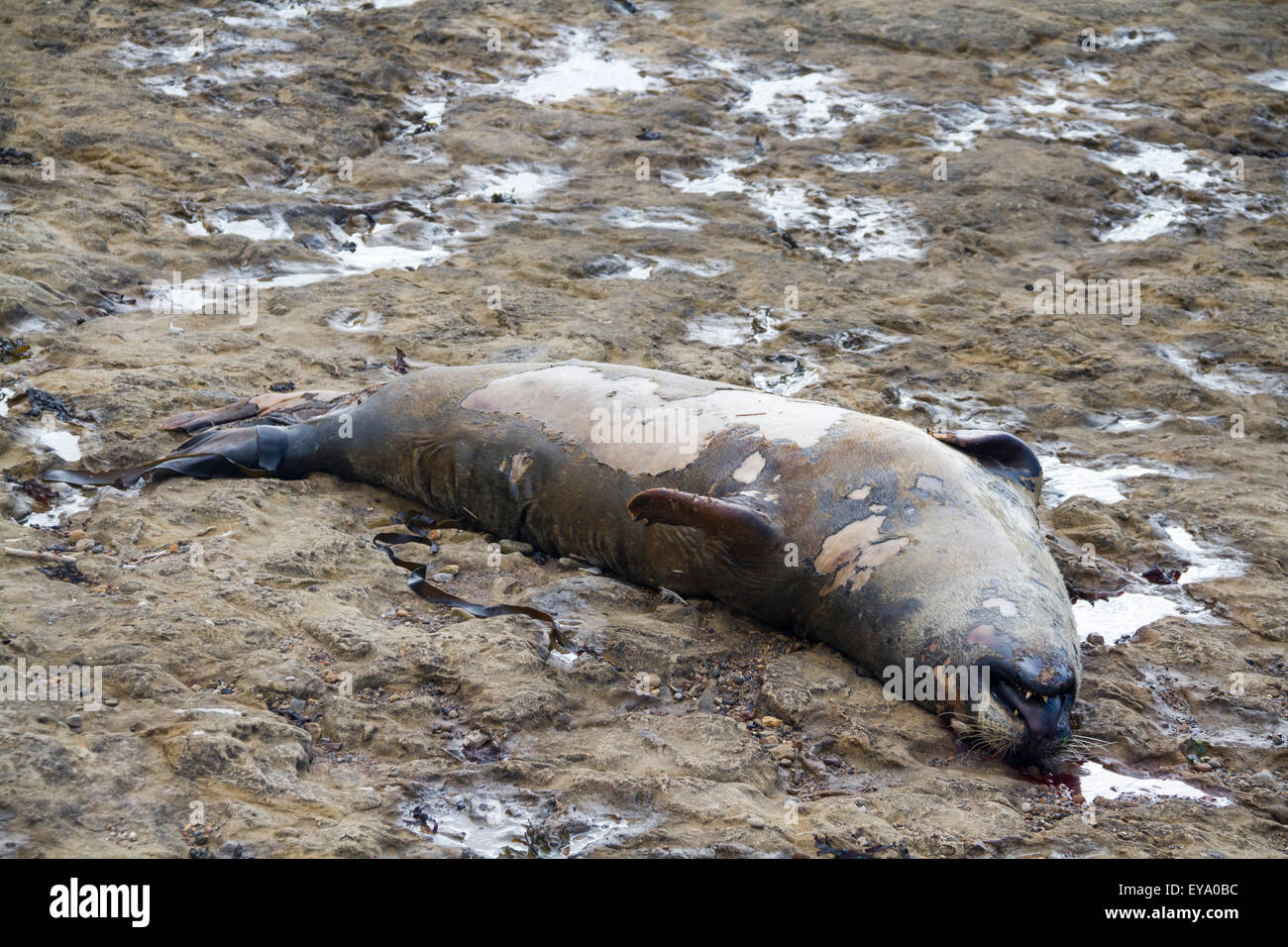 Dead seal hi-res stock photography and images - Alamy
