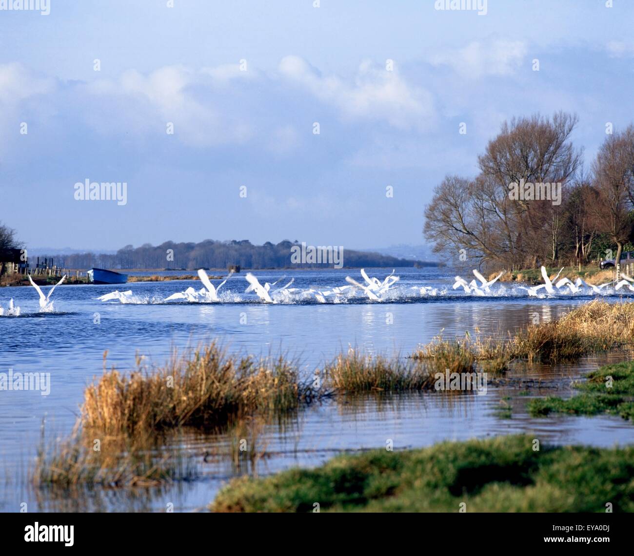 Lough Neagh, Co Antrim, Ireland; Birds Taking Flight Stock Photo - Alamy