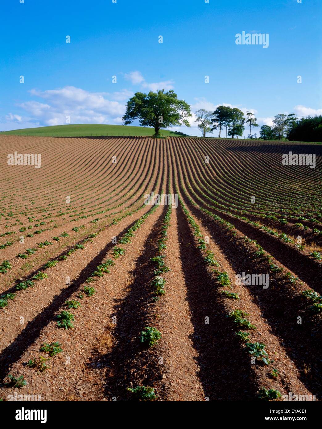 Individual Tree, And Potato Furrows, Ireland Stock Photo - Alamy