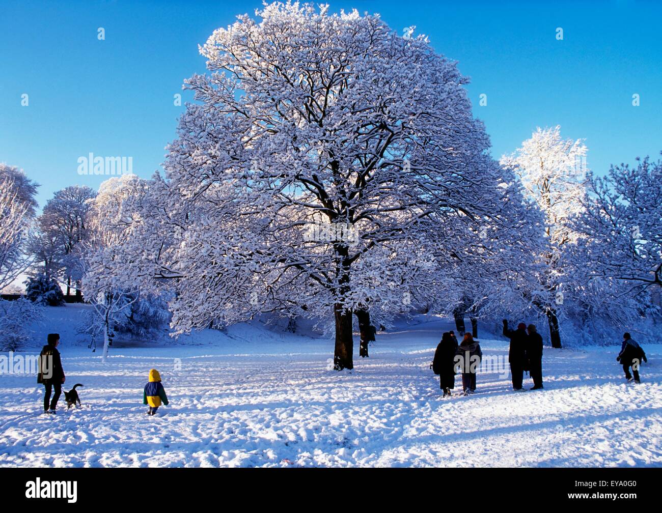 Winter Scene In Ormeau Park, Belfast, Ireland Stock Photo - Alamy