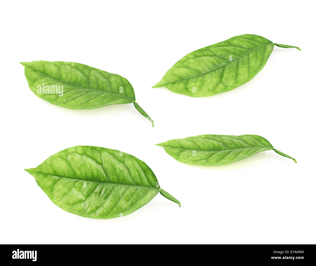 Lemon tree leaves isolated Stock Photo - Alamy
