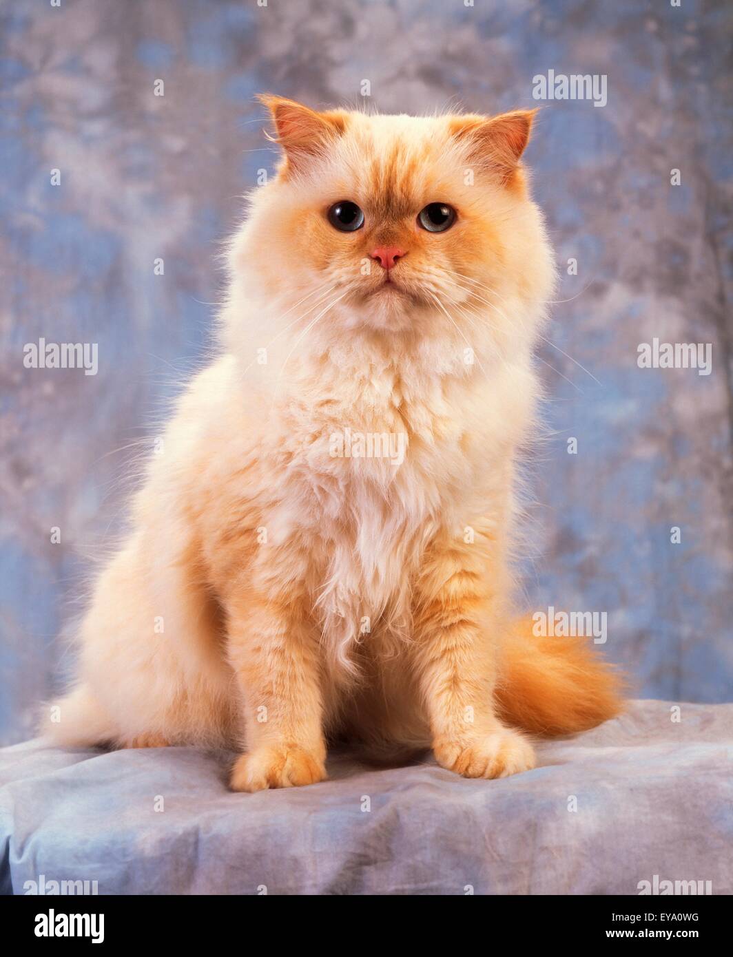 Cat; Portrait Of A Cat Stock Photo - Alamy