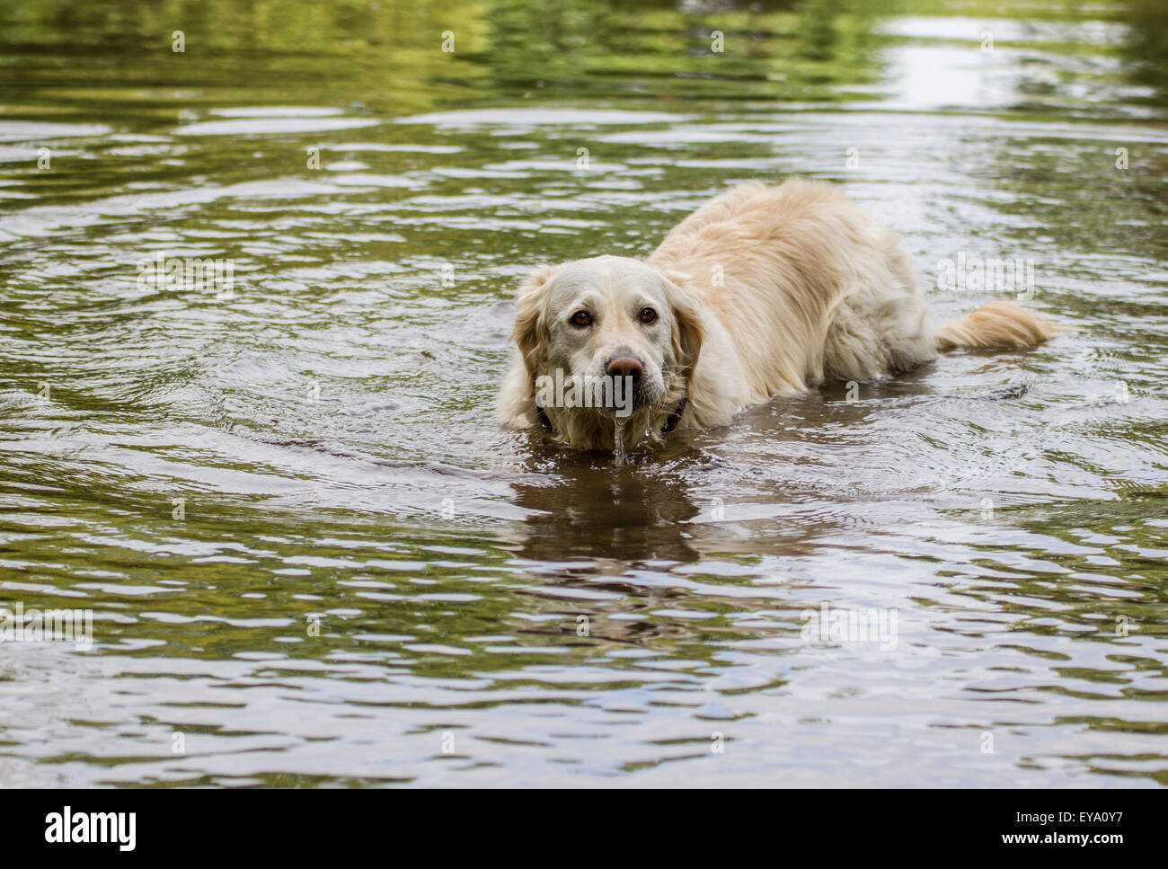 pet retriever content cooling down and playing in river Stock Photo - Alamy