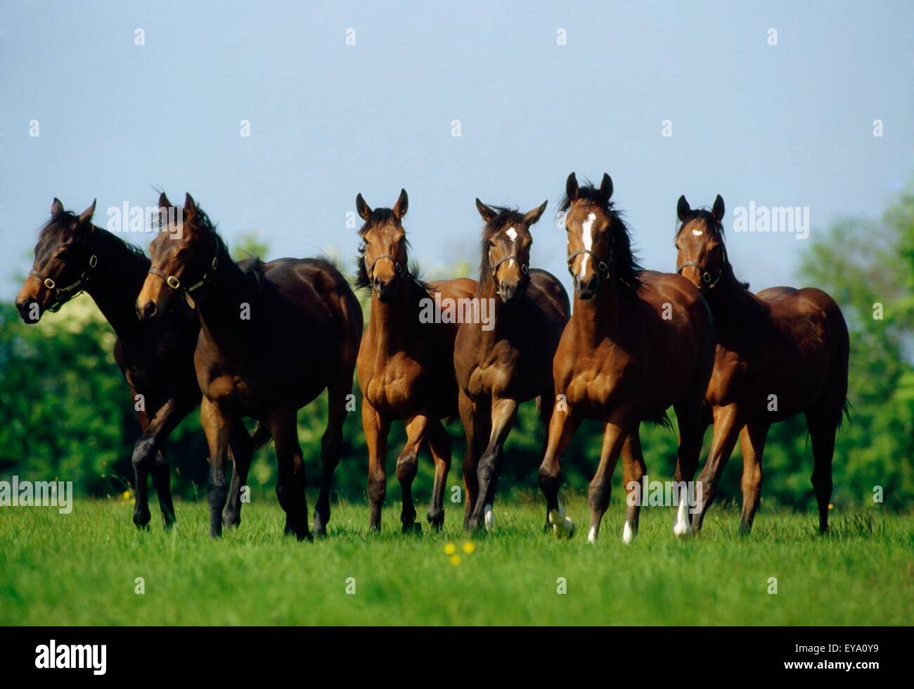 Yearlings ireland hi-res stock photography and images - Alamy