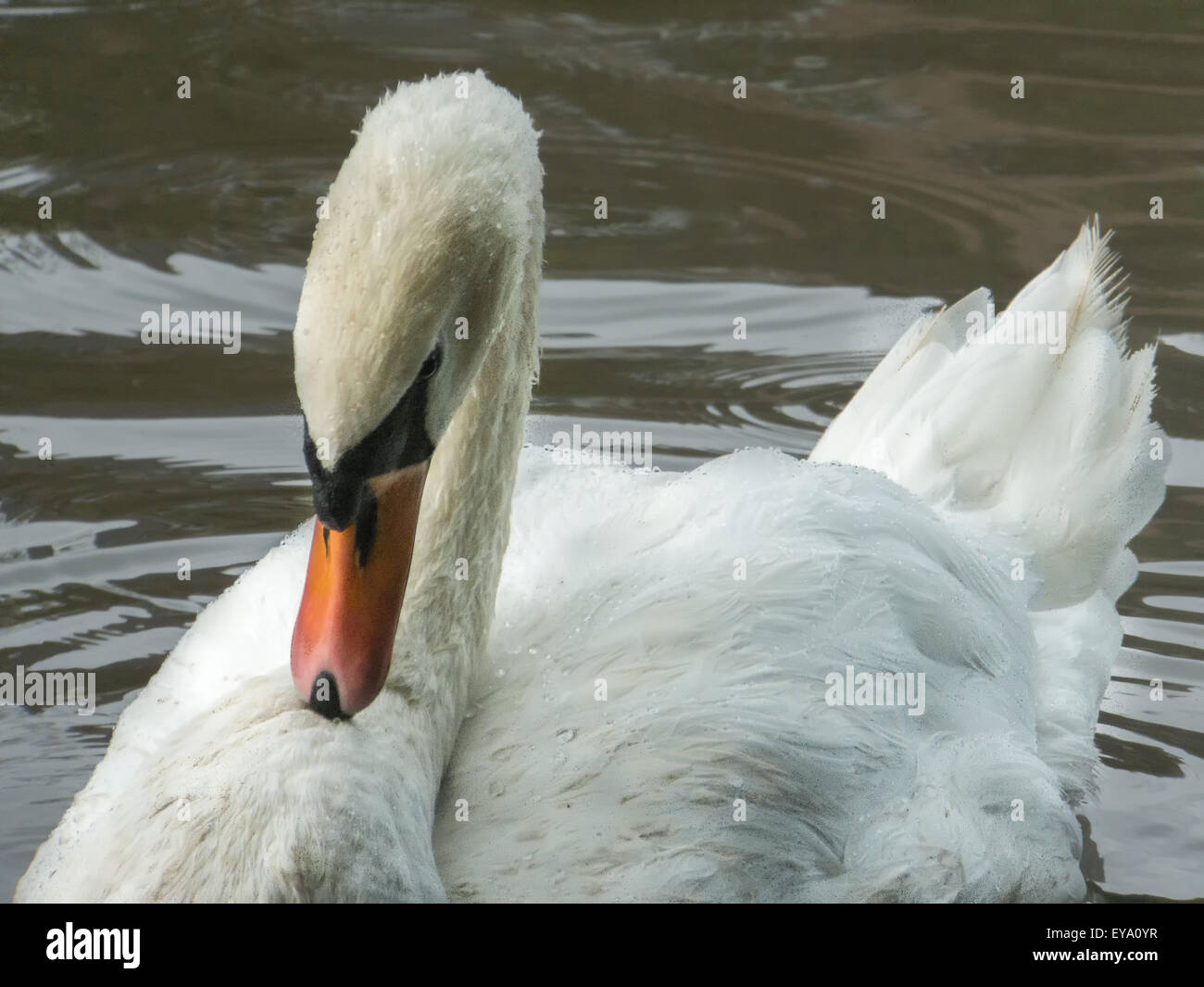 Swan Looking down Stock Photo - Alamy
