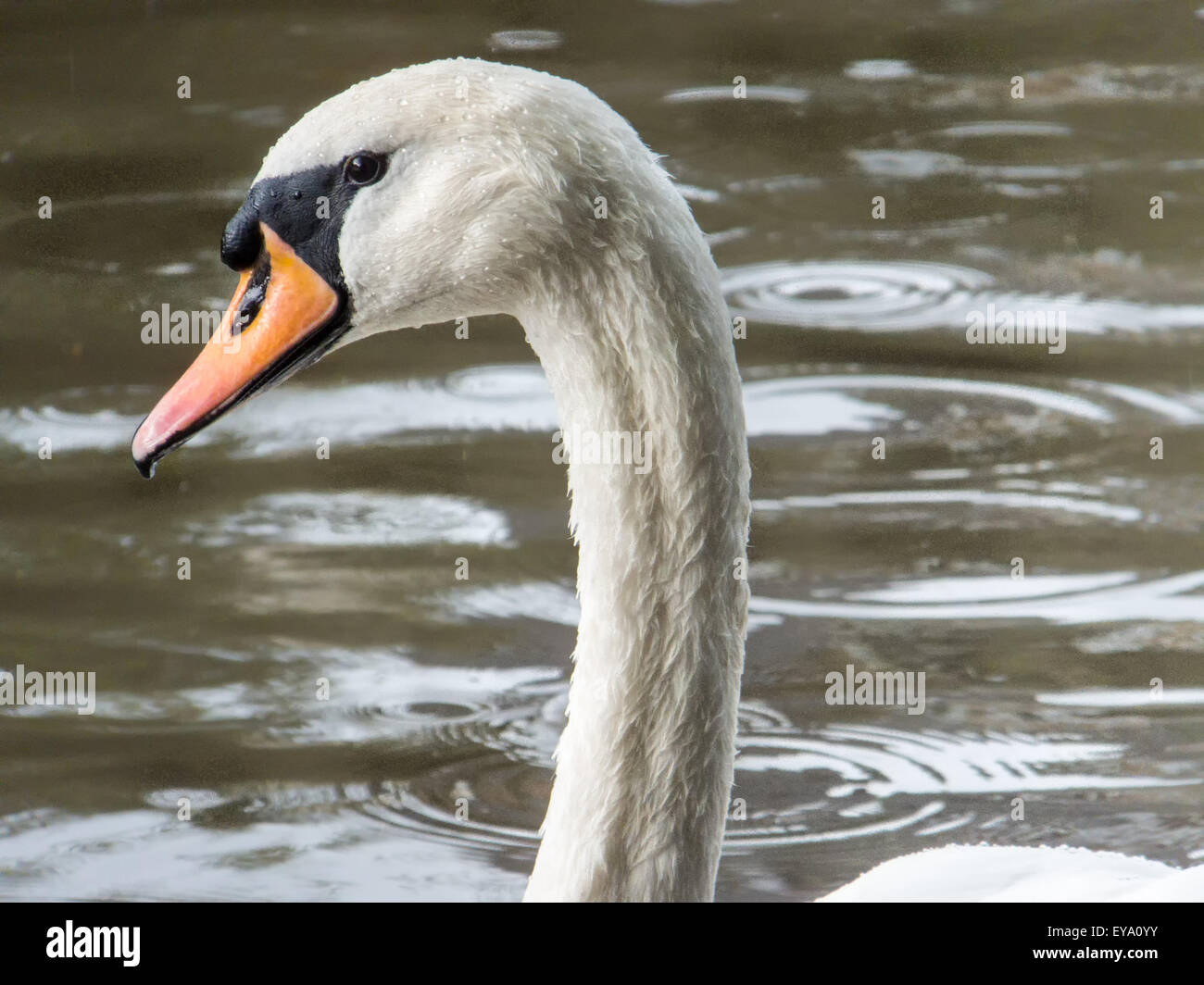 Swan looking down hi-res stock photography and images - Alamy