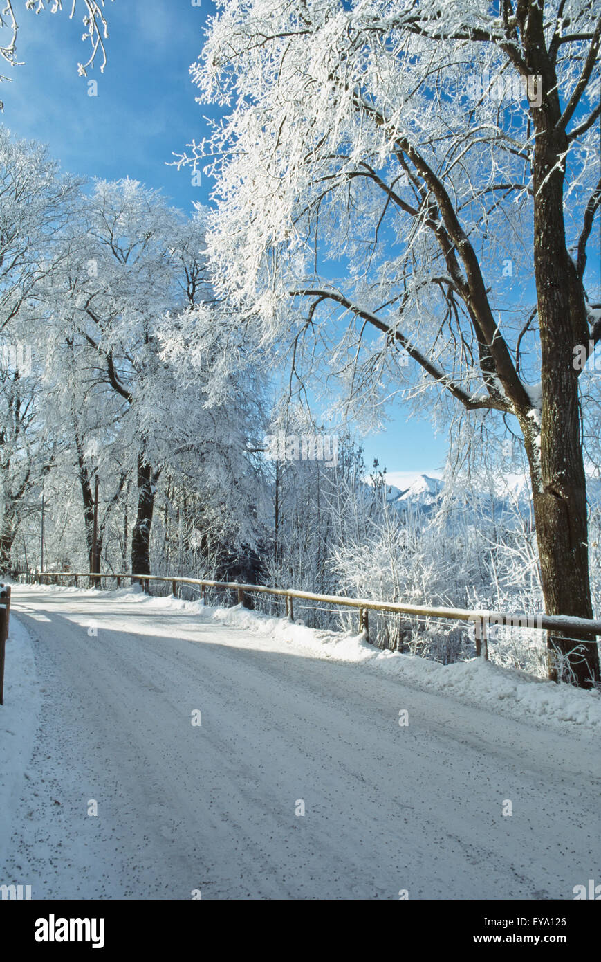 Road With Trees And Snow Near Fussen,Bavaria,Germany Stock Photo - Alamy