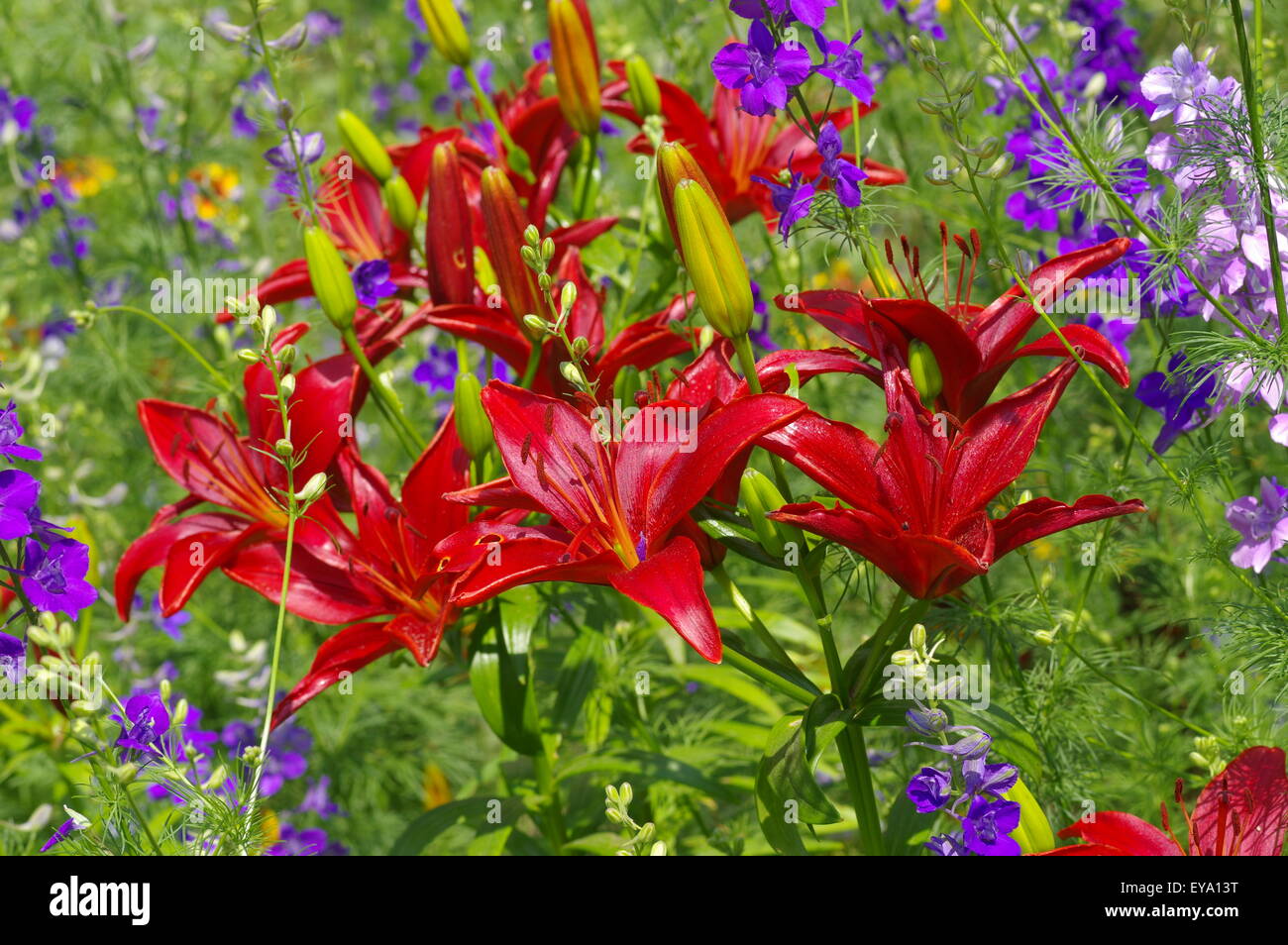 Red lilies hi-res stock photography and images - Alamy