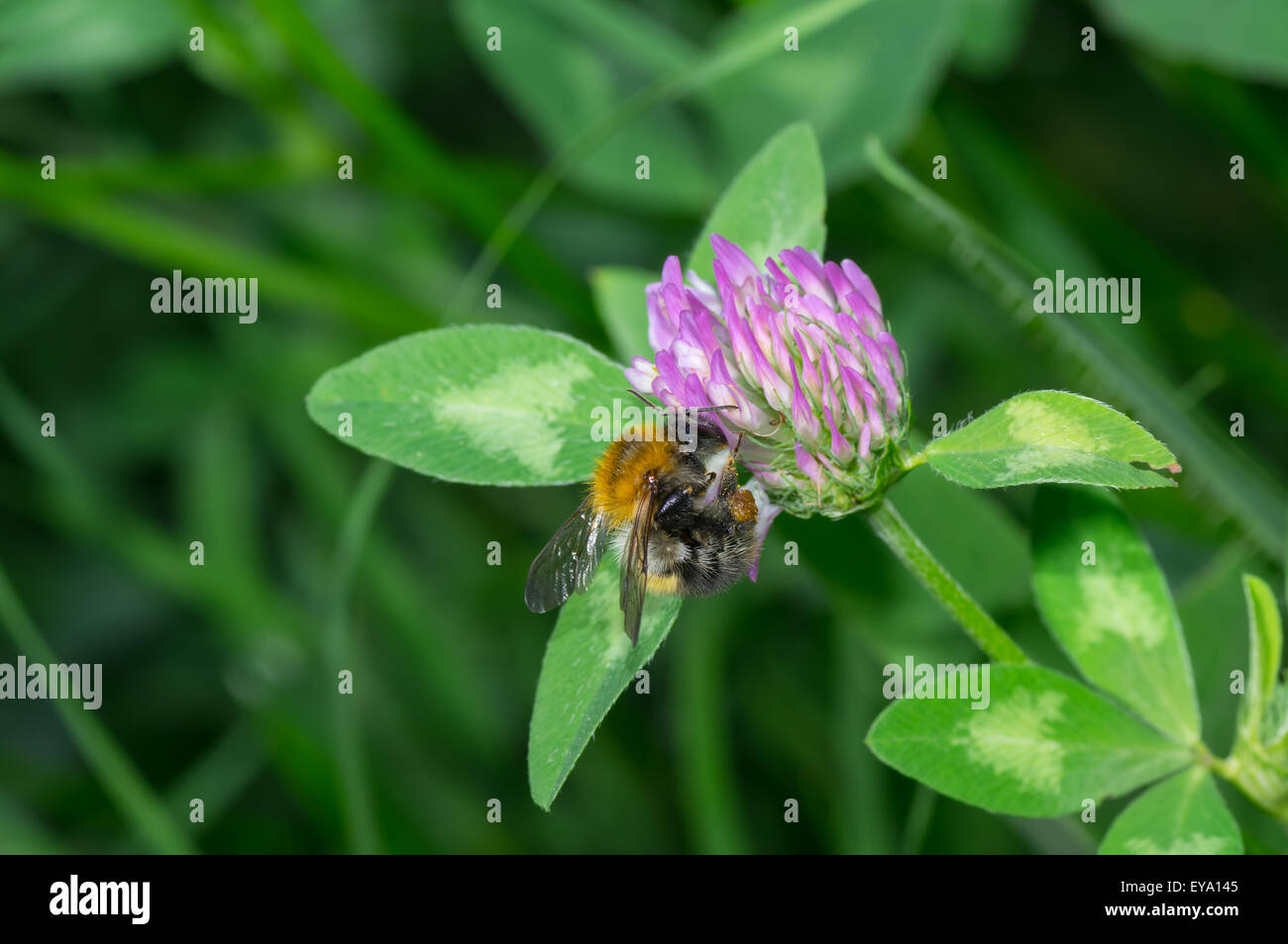 Worker bumblebee hi-res stock photography and images - Alamy