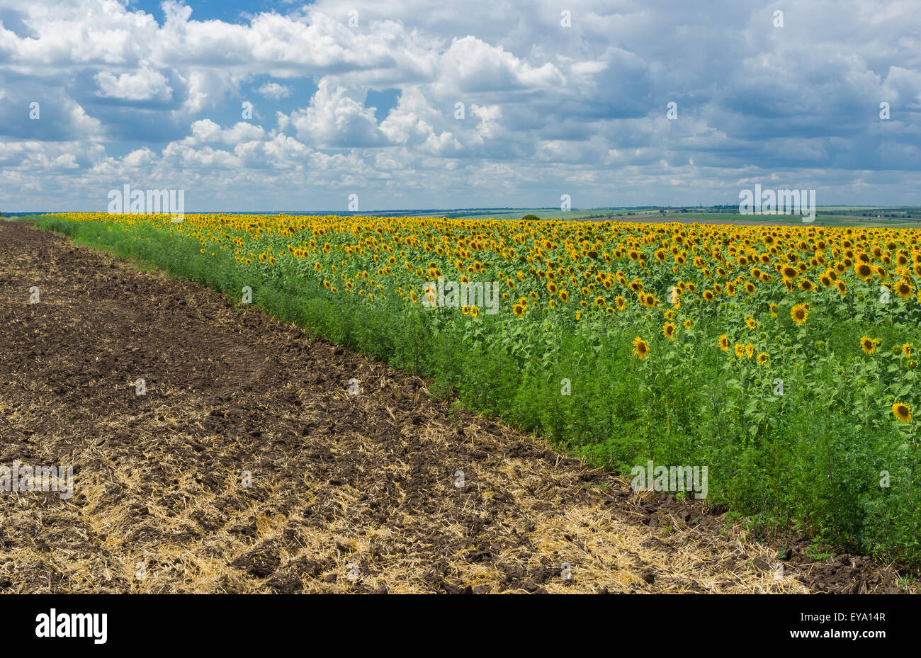 Rural landscape in summer season in central Ukraine Stock Photo - Alamy