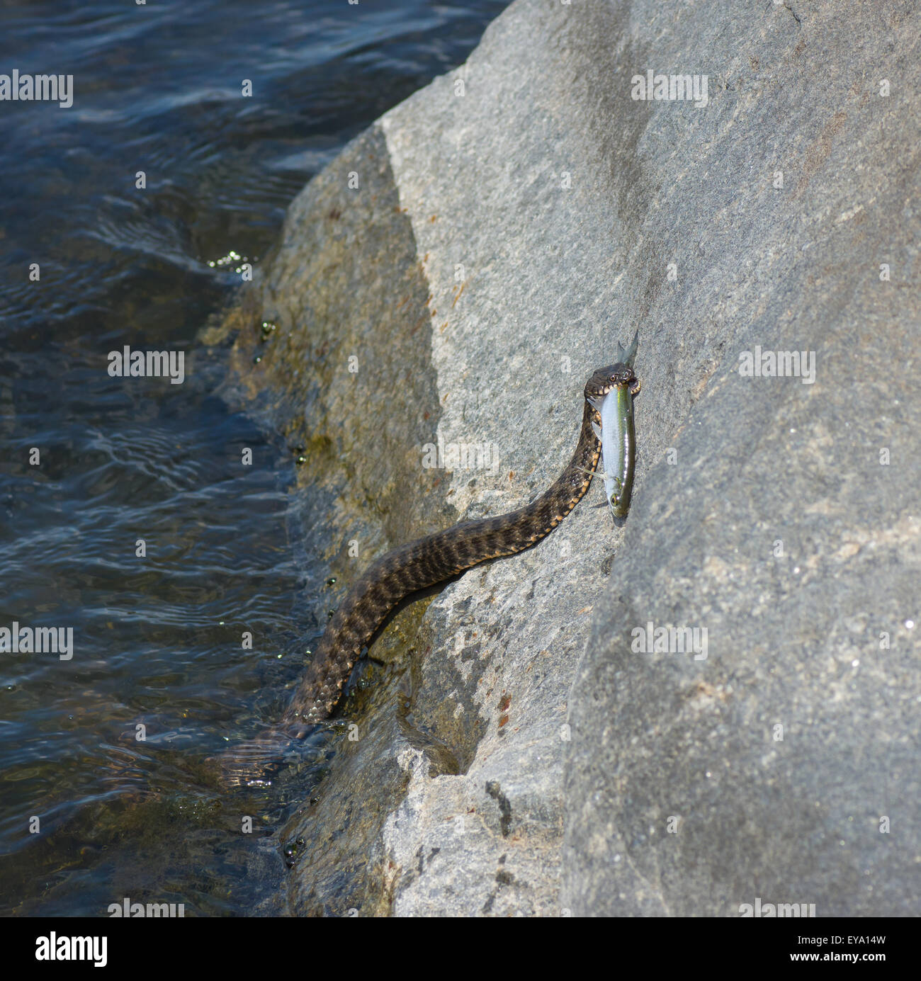 Dice snake (Natrix tessellata) trying to take fish out from the water ...