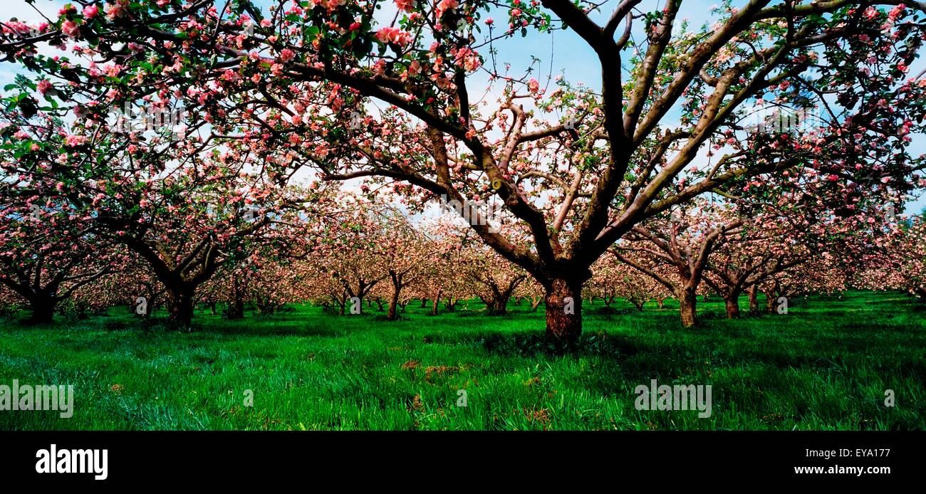 Apple Orchard, Co Armagh, Ireland Stock Photo - Alamy