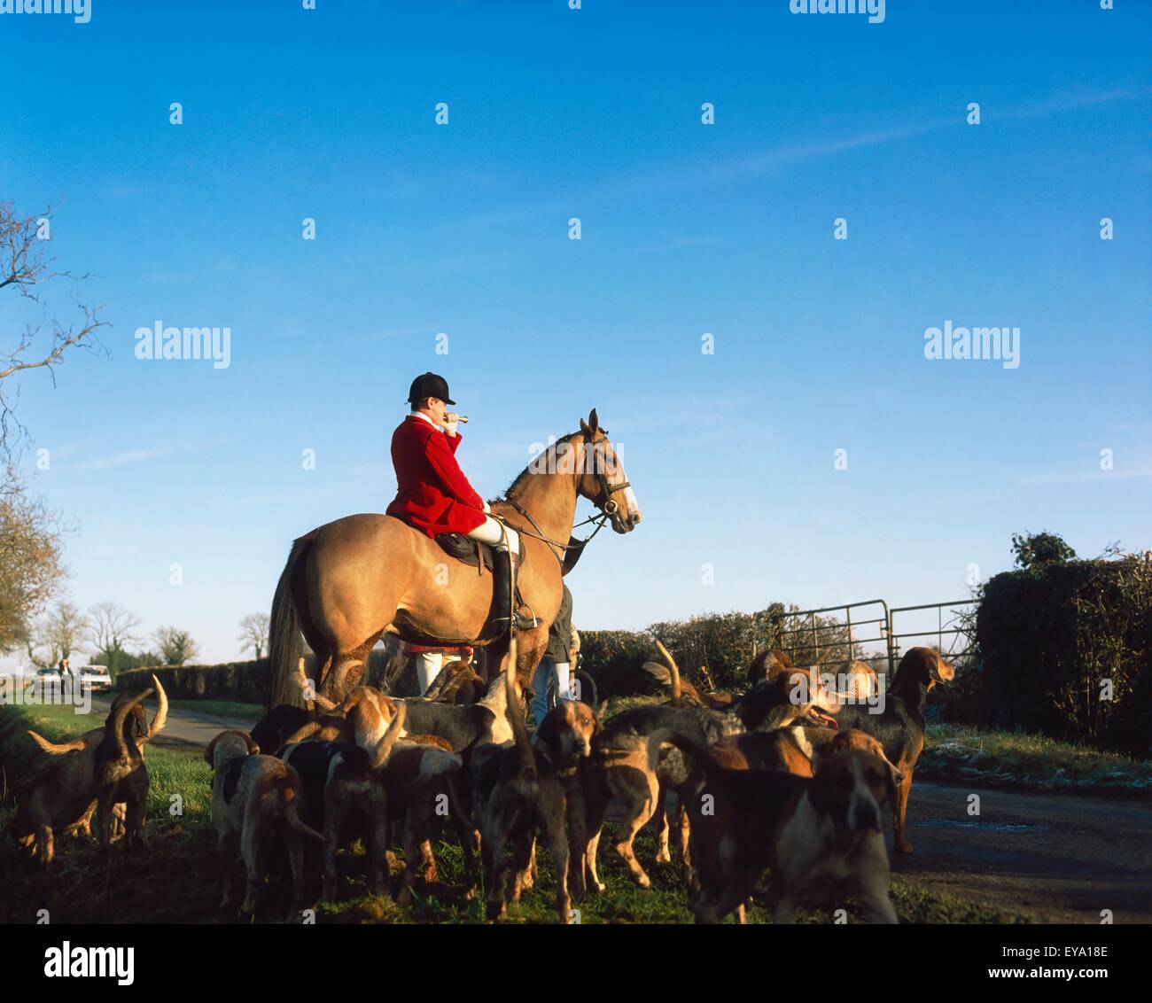 Ward union staghounds hi-res stock photography and images - Alamy