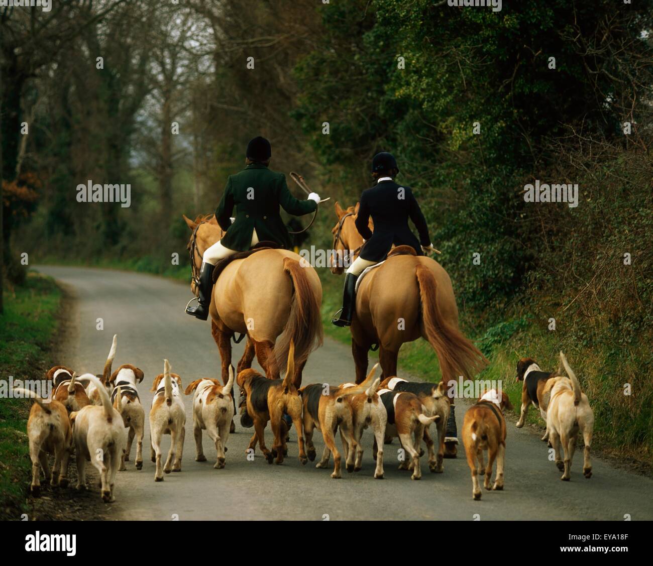 Buckhound hi-res stock photography and images - Alamy