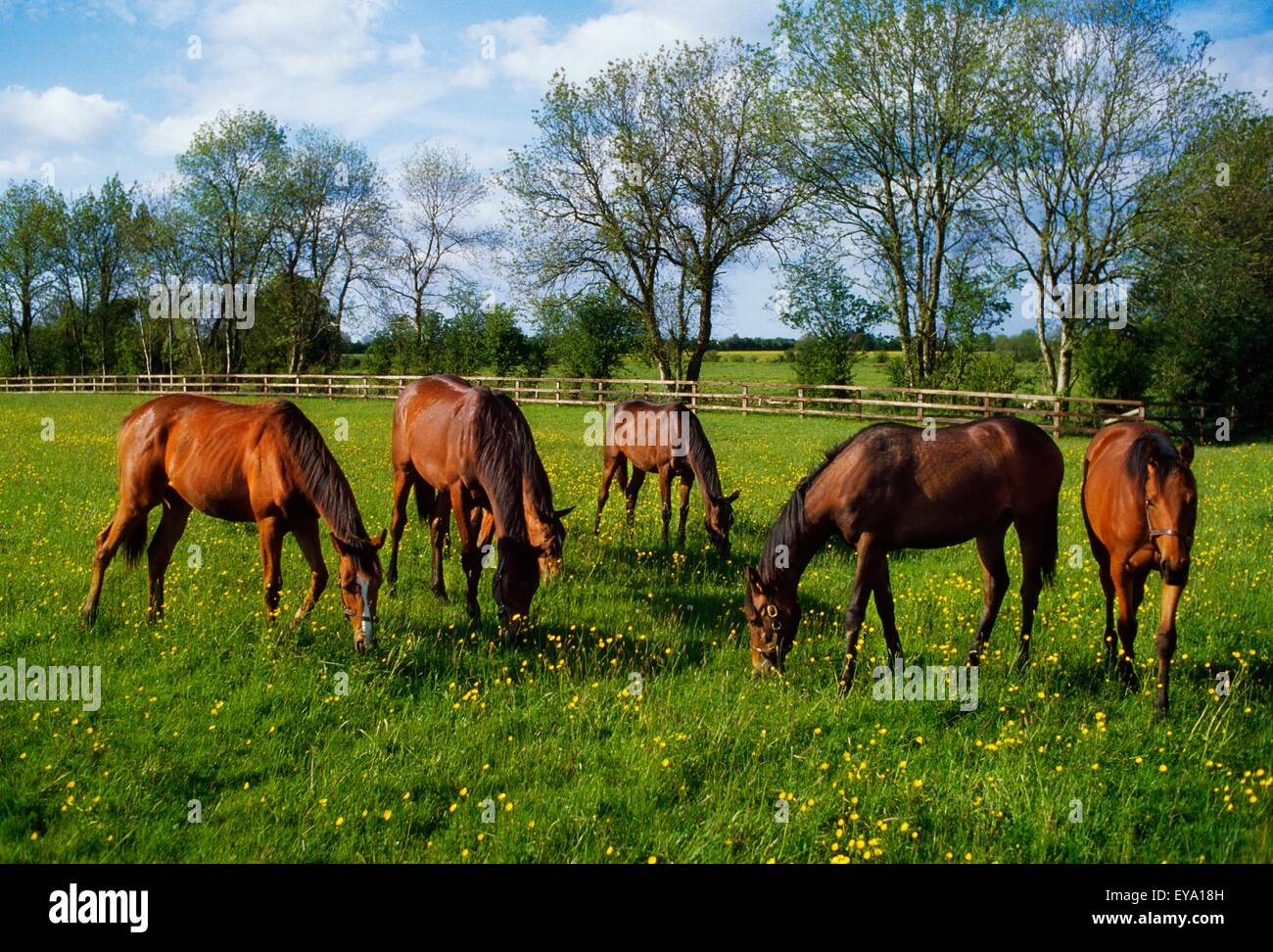 Thoroughbred yearlings hi-res stock photography and images - Alamy