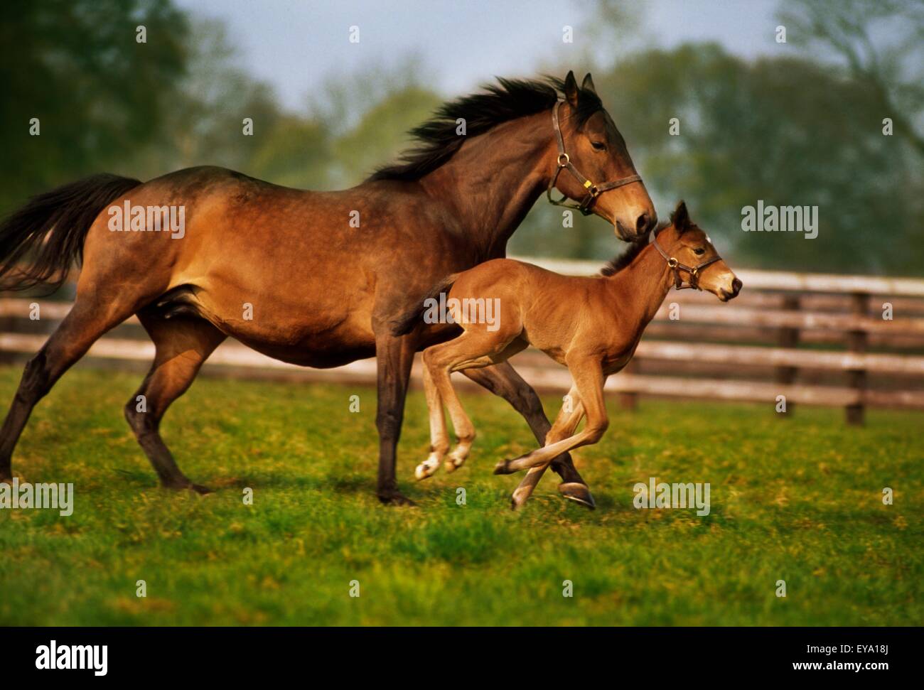 Thoroughbred Chestnut Mare & Foal, Ireland Stock Photo - Alamy