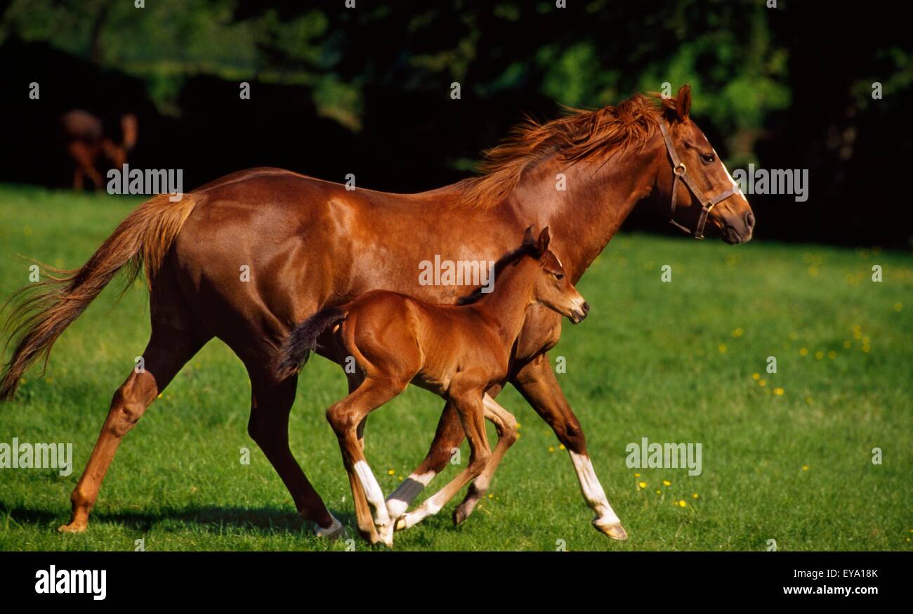 Thoroughbred Chestnut Mare & Foal, Ireland Stock Photo - Alamy
