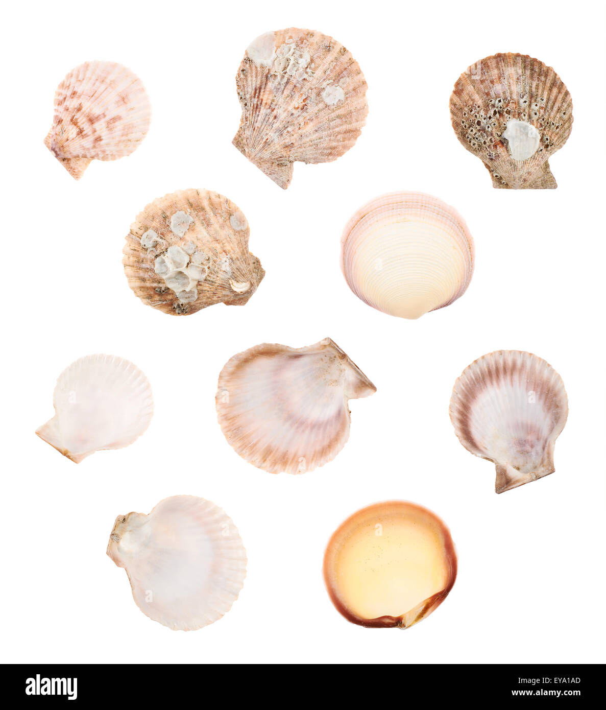 Set of multiple sea shells isolated Stock Photo - Alamy