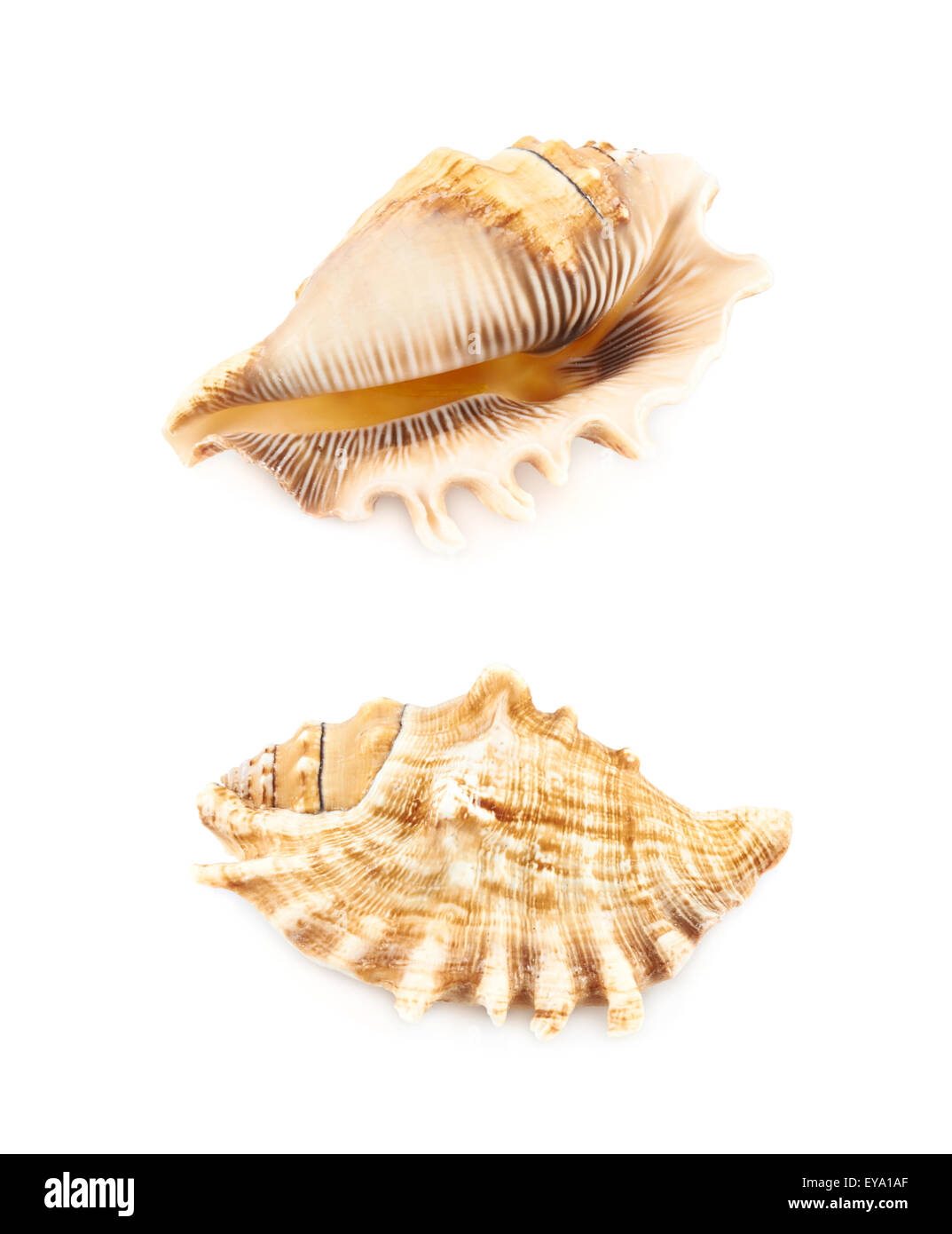 Sea shell isolated Stock Photo - Alamy