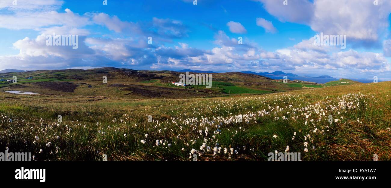 Irish bog cotton hi-res stock photography and images - Alamy