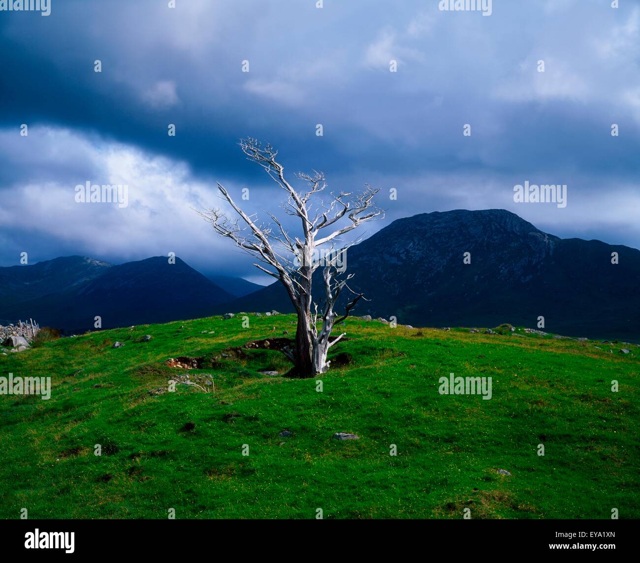 Dead Tree, Connemara, Co Galway, Ireland Stock Photo - Alamy