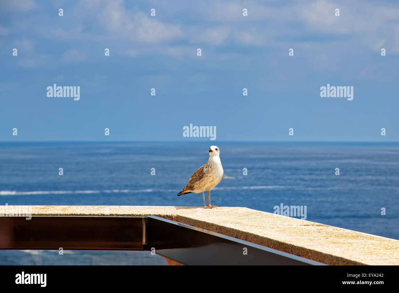 Sea gull sit on the stone parapet in front of blue mediterranean sea in summer (selective focus ...