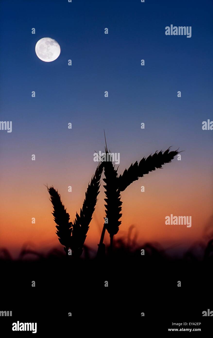 Full harvest moon back silhouette hi-res stock photography and images ...