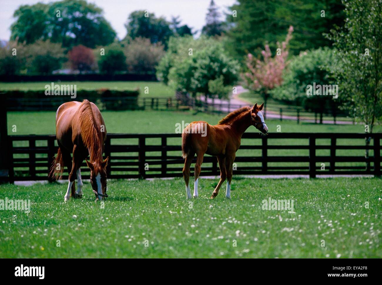 Thoroughbred Horses; Horses Grazing In A Paddock Stock Photo - Alamy