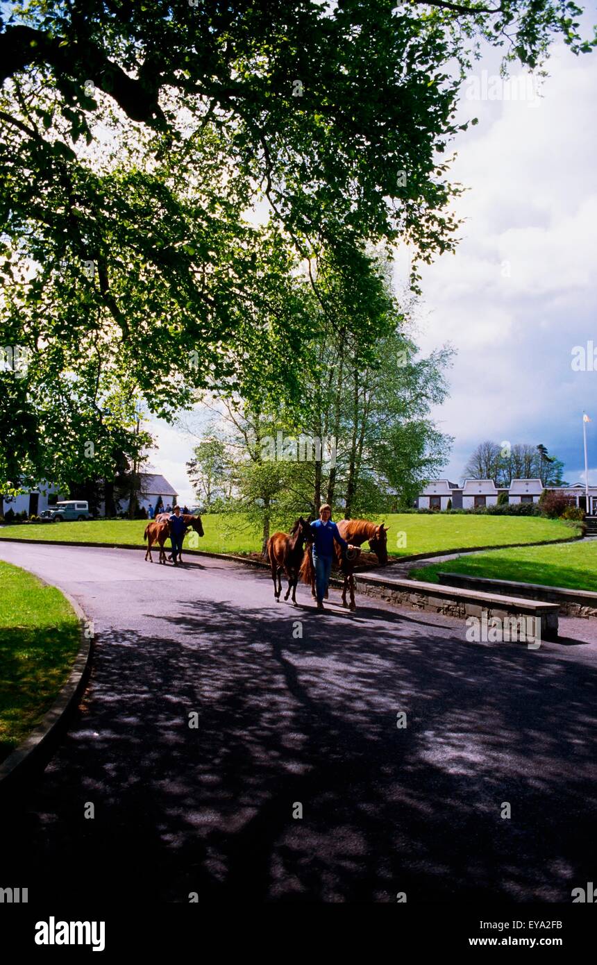Ireland; Man Leading Mares And Foals Stock Photo - Alamy