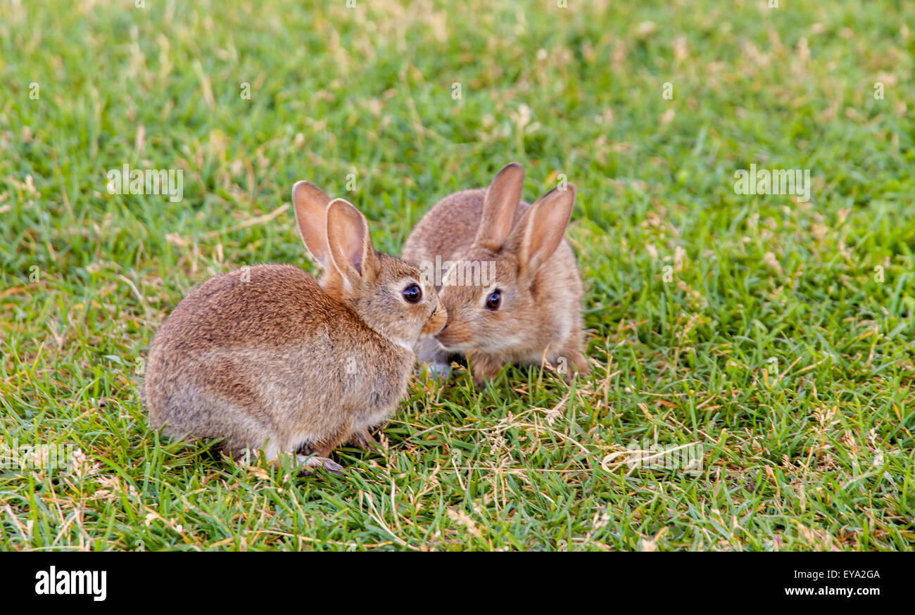 Baby rabbits hi-res stock photography and images - Alamy