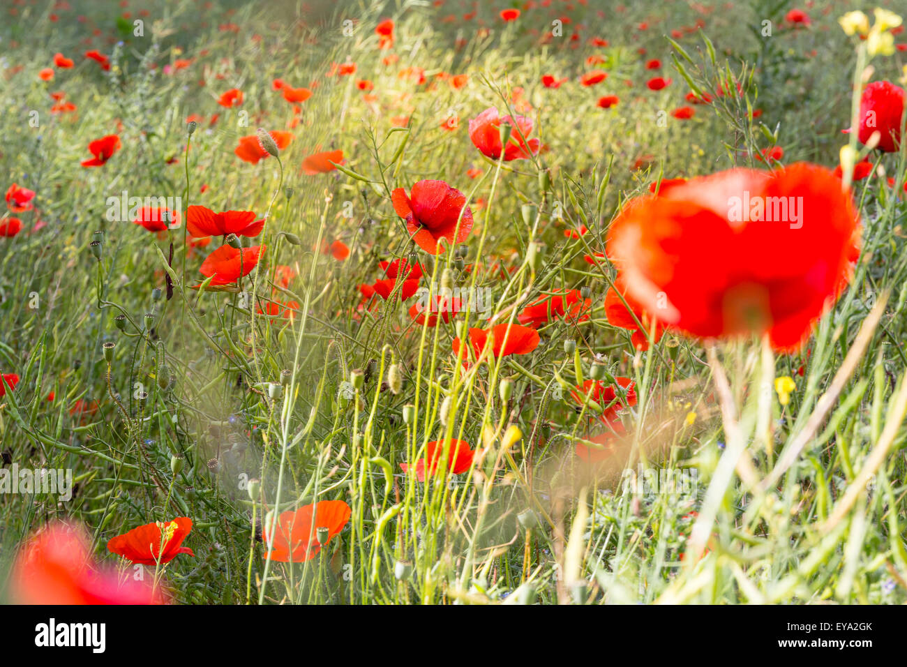 Poppies field hi-res stock photography and images - Alamy