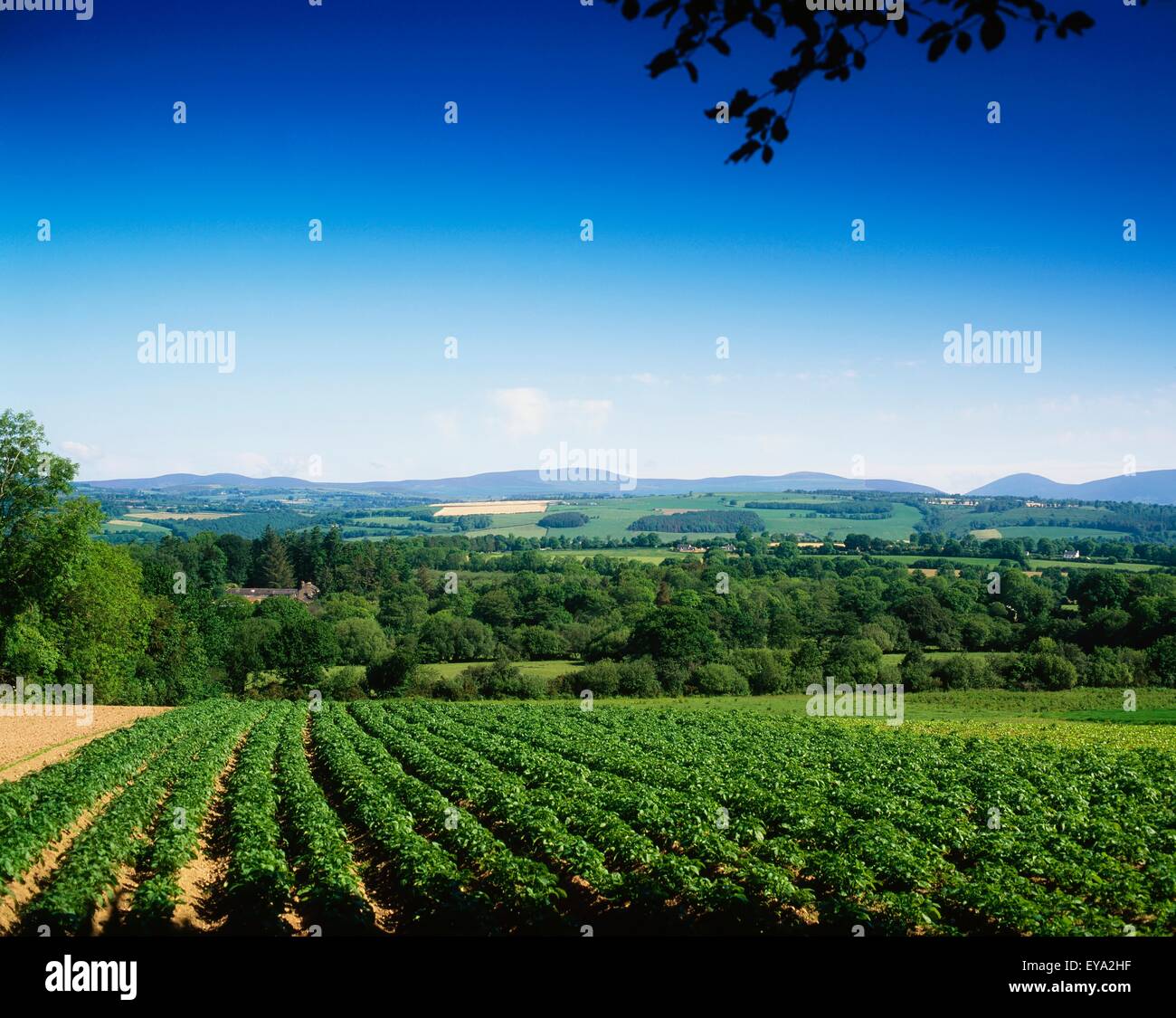 Lismore, Co Waterford, Ireland; Potato Crops Stock Photo - Alamy