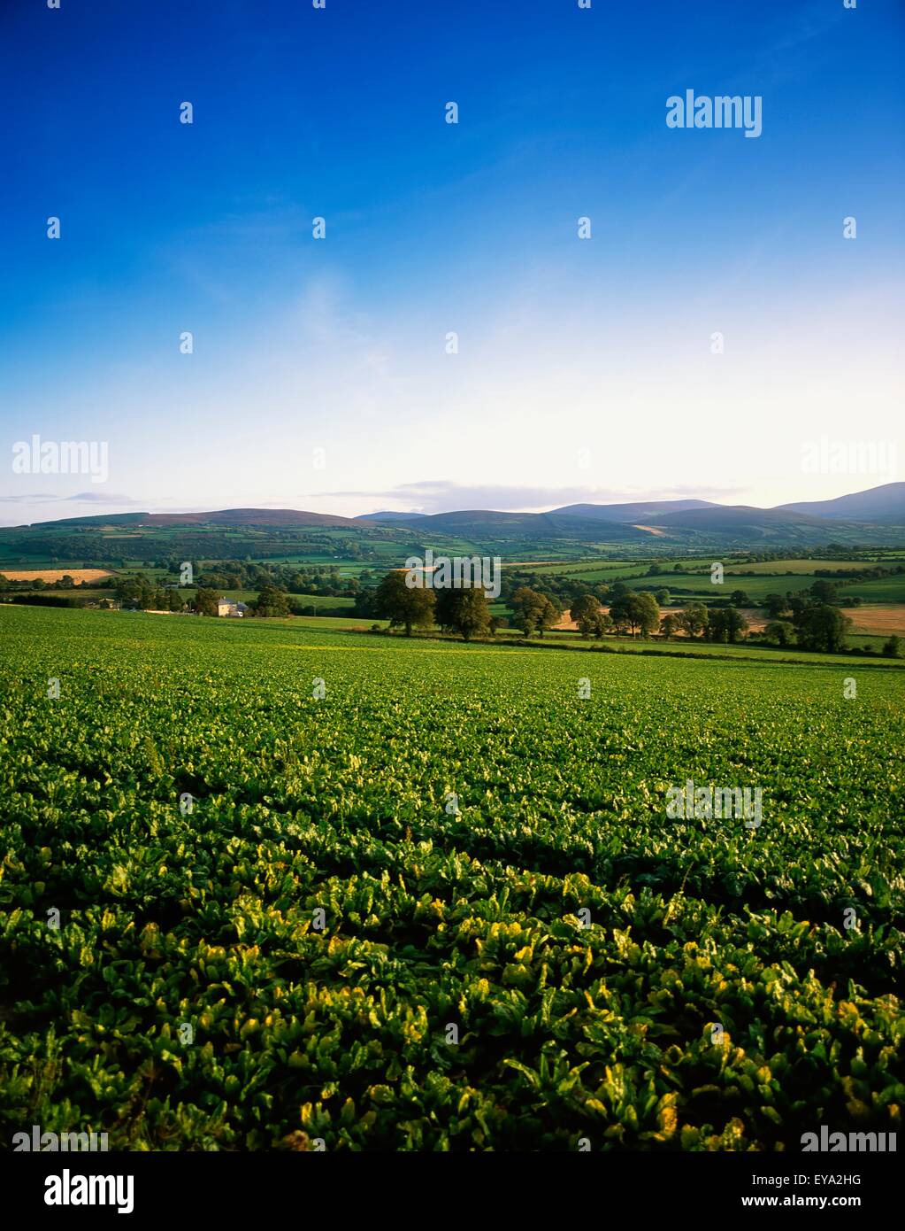 Field Of Suger Beet Near Clonmel, Co Tipperary, Ireland Stock Photo - Alamy