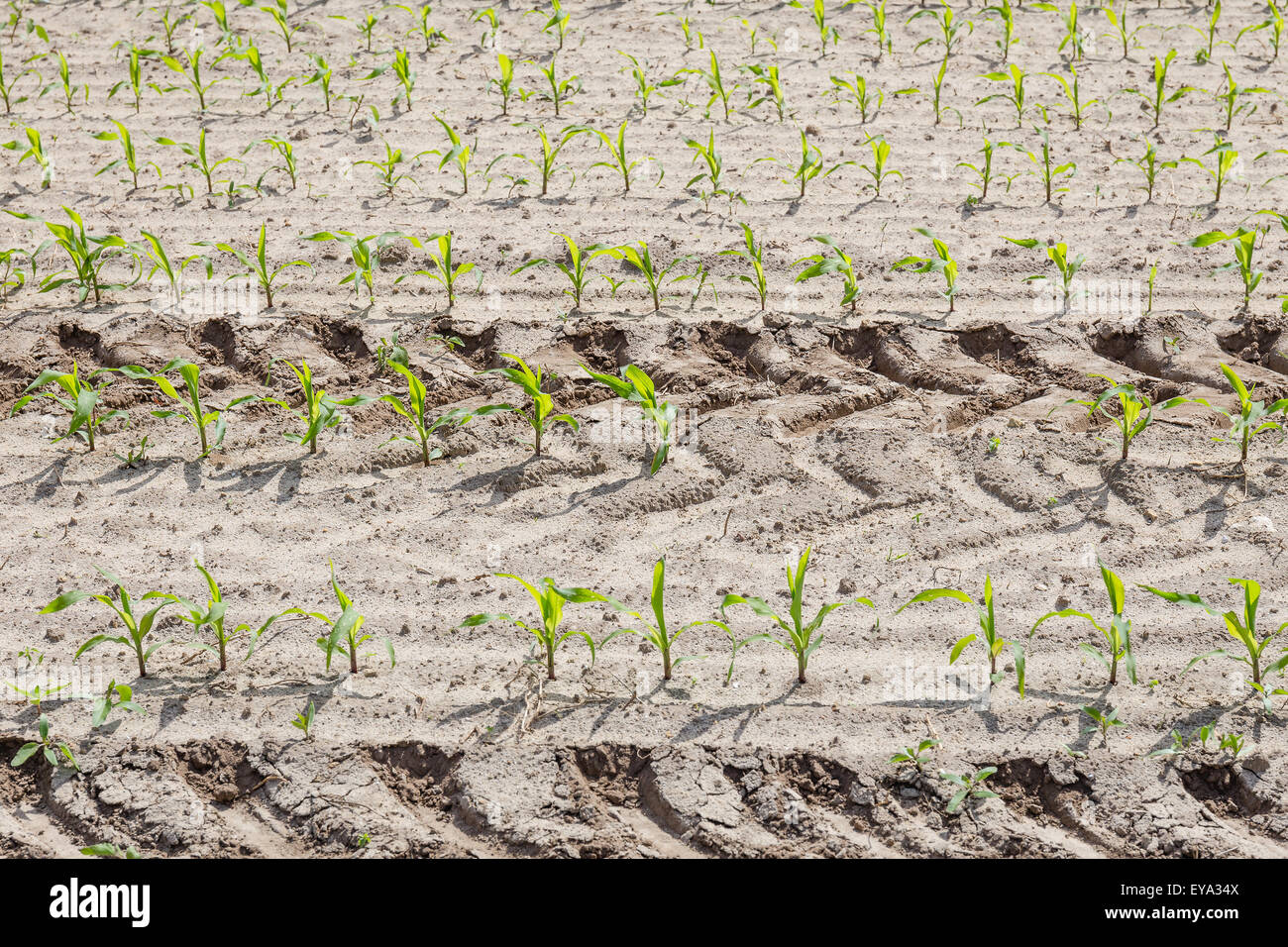 Seed furrow hi-res stock photography and images - Alamy