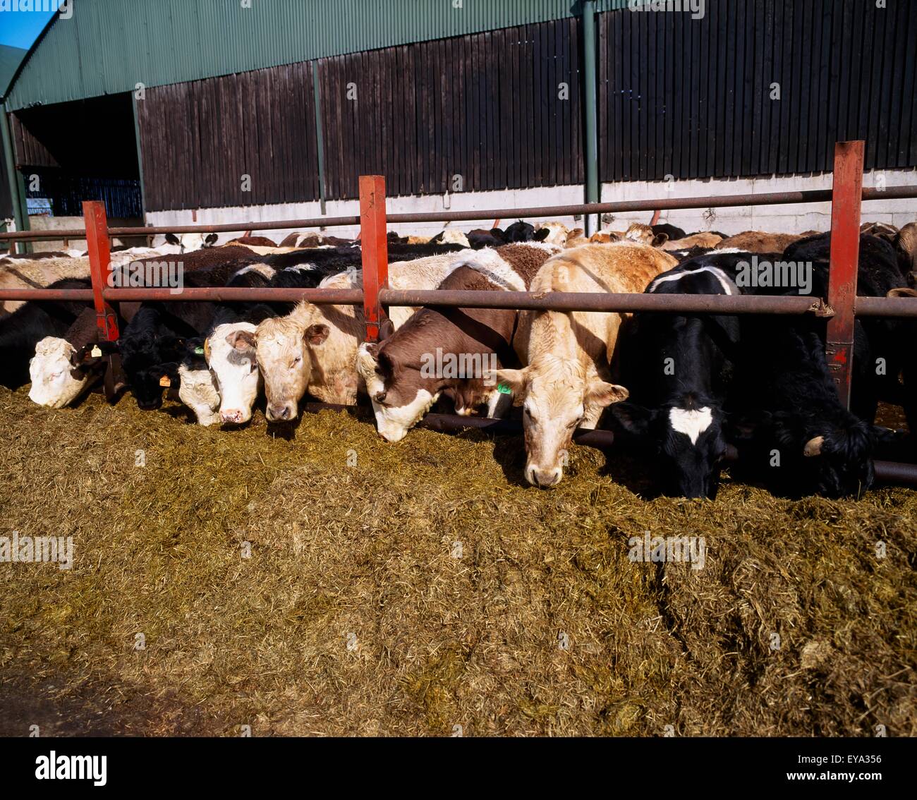 Cattle Eating Silage, Ireland Stock Photo - Alamy