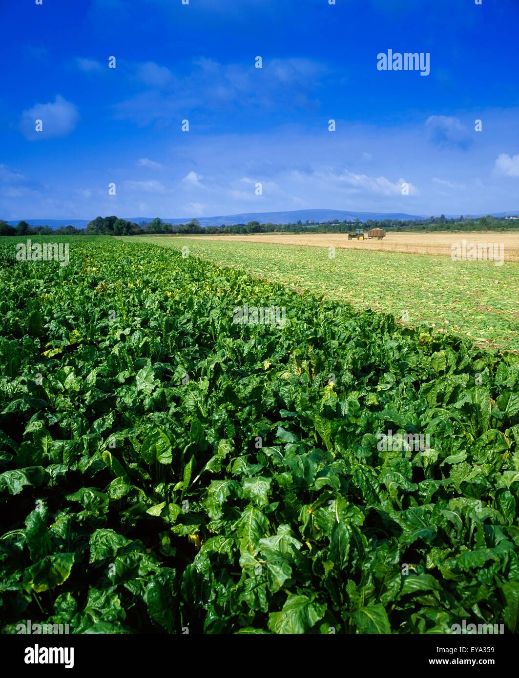 Laois farm hi-res stock photography and images - Alamy