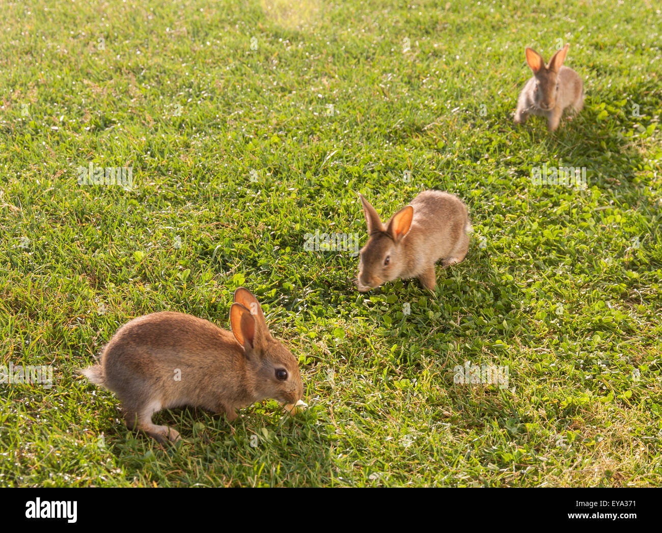 Little rabbits on the grass Stock Photo - Alamy