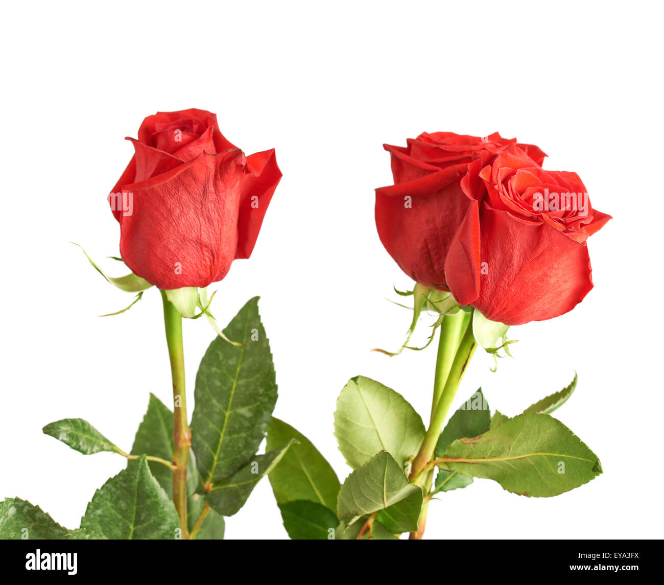 Three red roses composition Stock Photo - Alamy