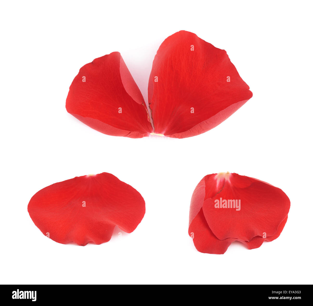 Red rose flower petals set isolated Stock Photo - Alamy