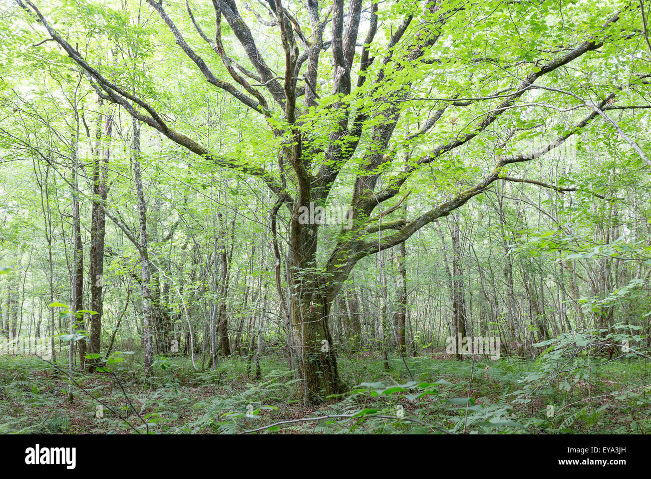 Elder tree bark hi-res stock photography and images - Alamy