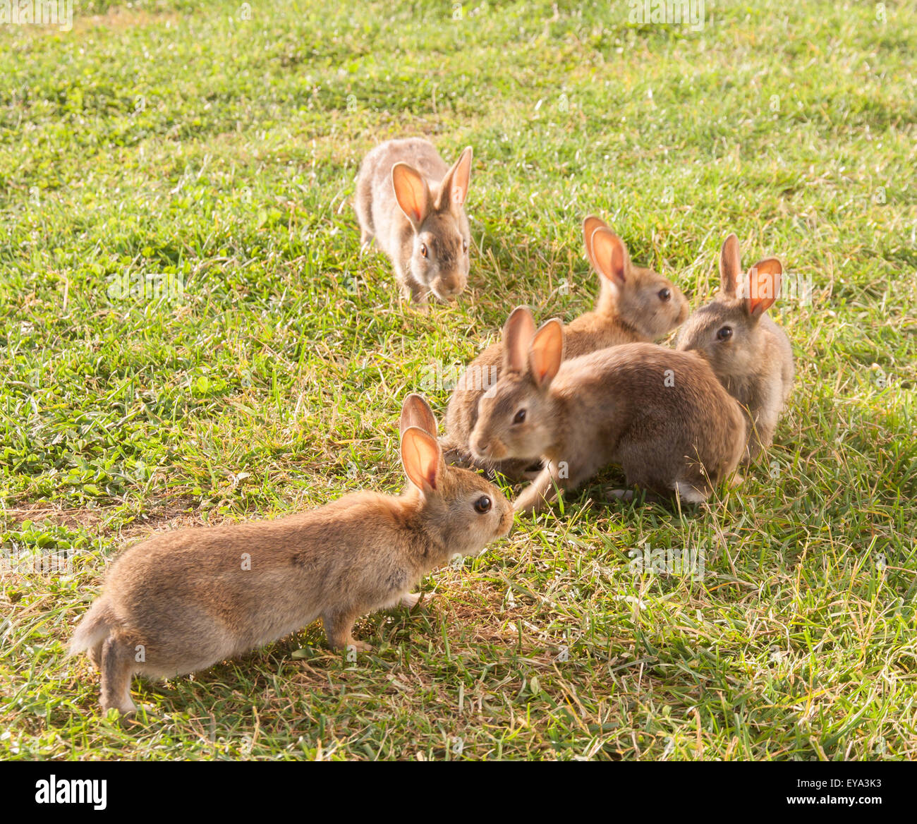 Rabbits on the grass hi-res stock photography and images - Alamy