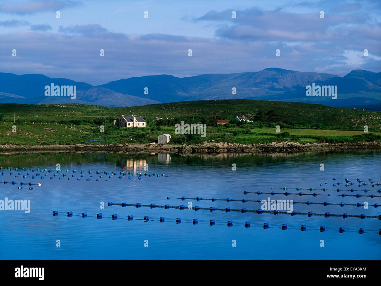 Beara, Co Cork, Ireland; Mussel Farm Stock Photo - Alamy