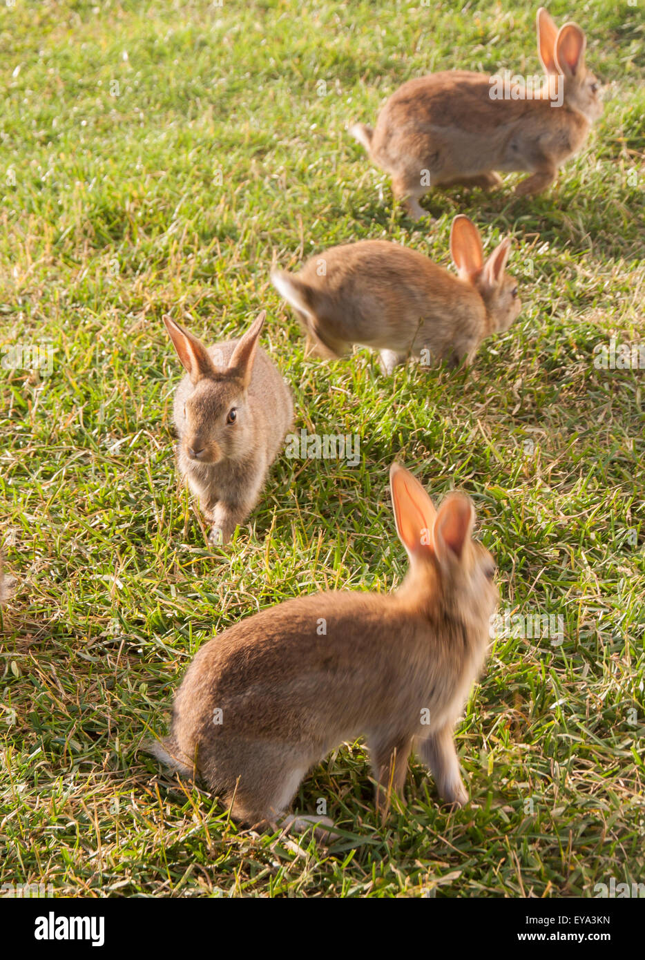 Little rabbits on the grass Stock Photo - Alamy