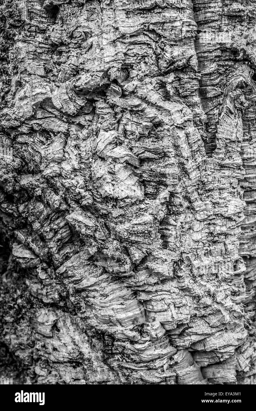 White oak bark hi-res stock photography and images - Alamy