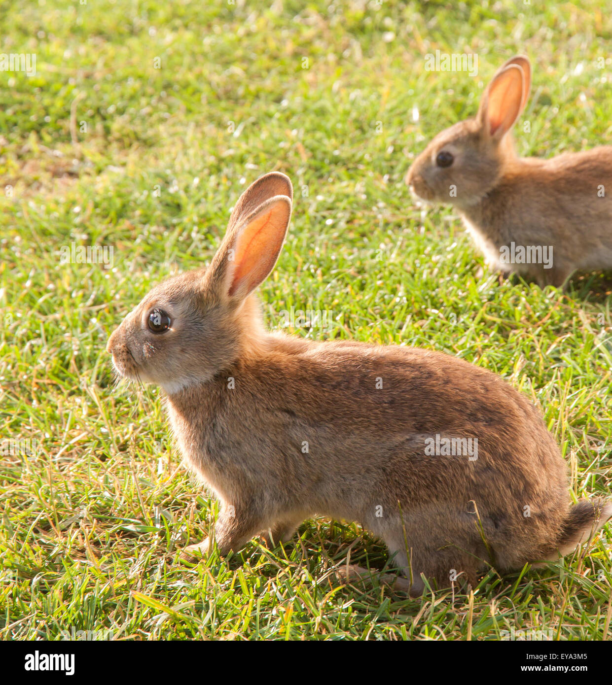 Little rabbits on the grass Stock Photo - Alamy
